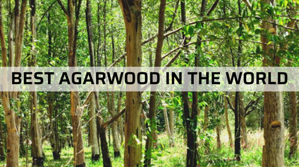 Which country has the best agarwood in the world?